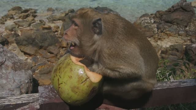 Обезьяна отжигает на острове Ко Лан в Таиланде