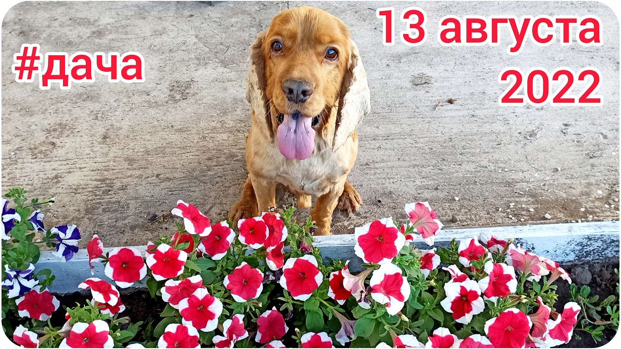 Нелюбимое занятие Ричарда! Готовимся к рыбалке и охоте, стрижем спаниеля в домашних условиях.