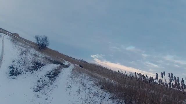 Охота на фазана с собакой - легавой Эпаньоль Бретон. Работа Бретона в камышах..mp4