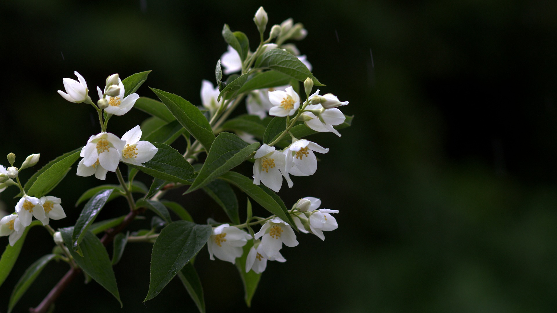 Экхарт Толле - 27. Лицом к вызовам жизни, озвучивает Nikosho.mp4