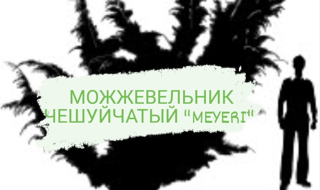 МОЖЖЕВЕЛЬНИК ЧЕШУЙЧАТЫЙ МЕЙЕРИ "MEYERI"