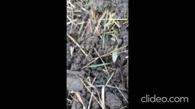 Перстень, шурф в старой деревне