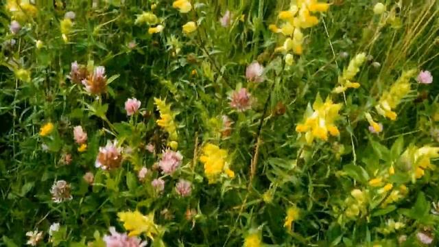 Москва заповедная холмы, луга, родники