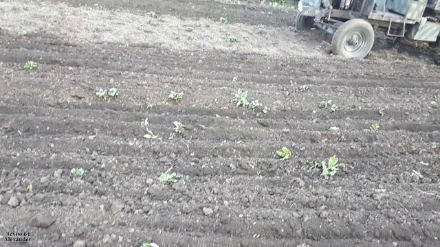 Боронуем картофель по всходам от сорняка