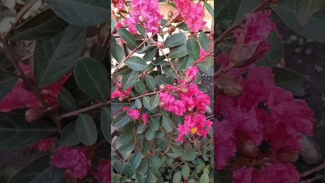 Лагерстрëмия.mp4