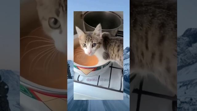 ПРИКОЛЫ С КОТАМИ / Копы на хвосте #юмор #приколы #смех #котики
