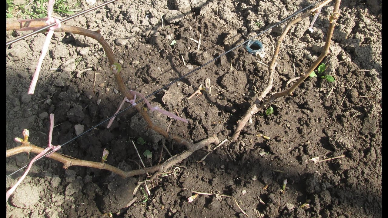 Формирование куста винограда Муромец (двухлетний шаг 1)