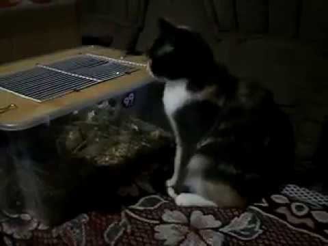 домик для хомяков