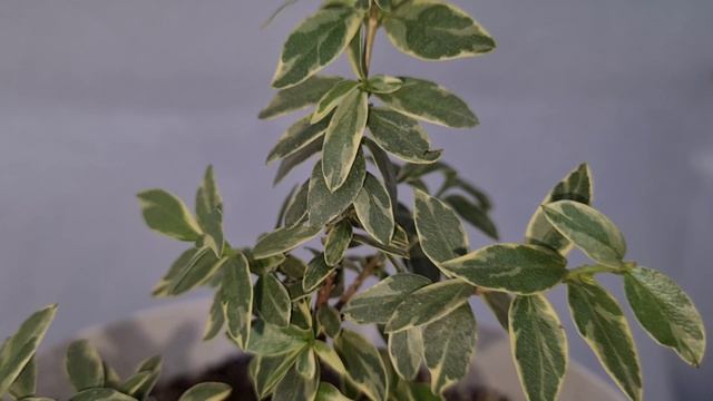 Вариегатный мелколистный 2