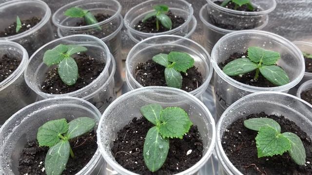 ВСЕ О ВЫРАЩИВАНИИ РАССАДЫ ОГУРЦОВ