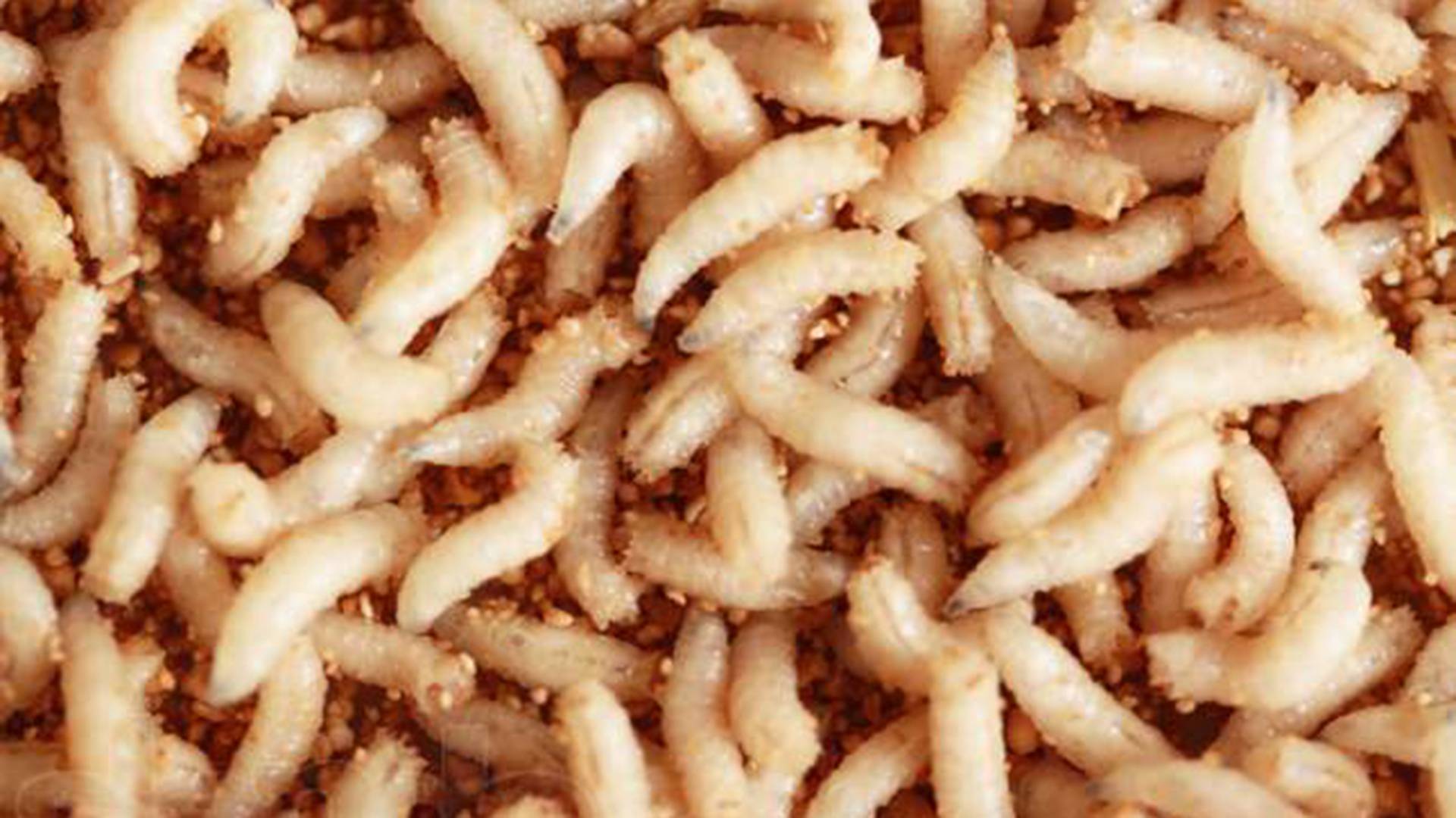 Как сделать чтобы опарыш стал более уловистым.