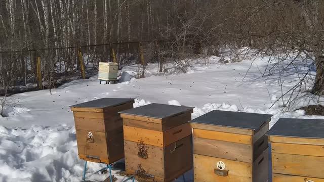 Выставил пчел .Итоги зимовки 19.03.22