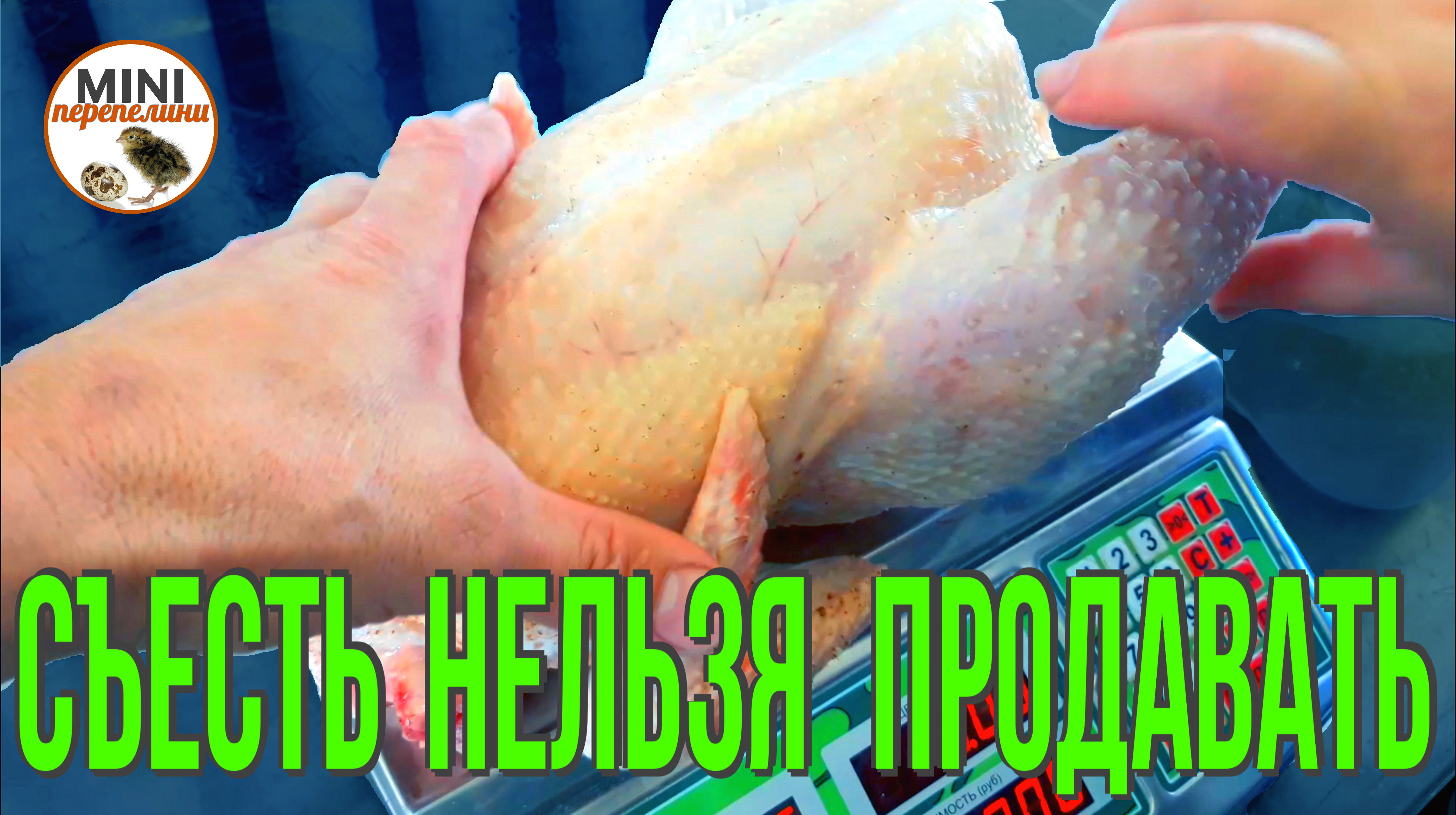 Какого бройлера выгоднее выращивать..