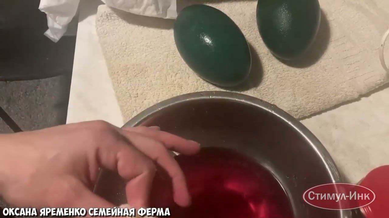 Инкубация СТРАУСИНОГО ЯЙЦА в Стимул-Инк / ЭМУ / ПОШАГОВО / Часть 1