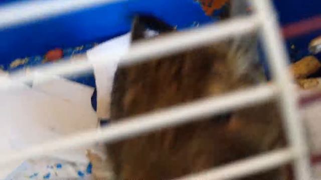 Дырочка белочки