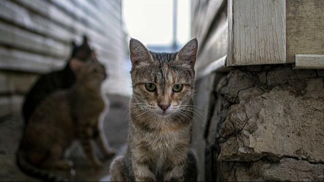 Школа журналистики_ТерраКОТовые зарисовки Назара Кожаева