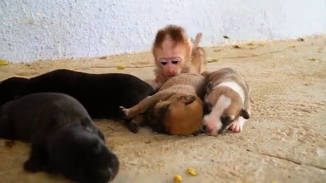 ?Обезянки&Monkeys?