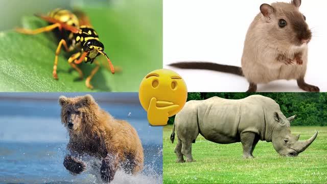 Развивающее видео для детей про животных | Угадай, где правильный ответ! | Выпуск 20