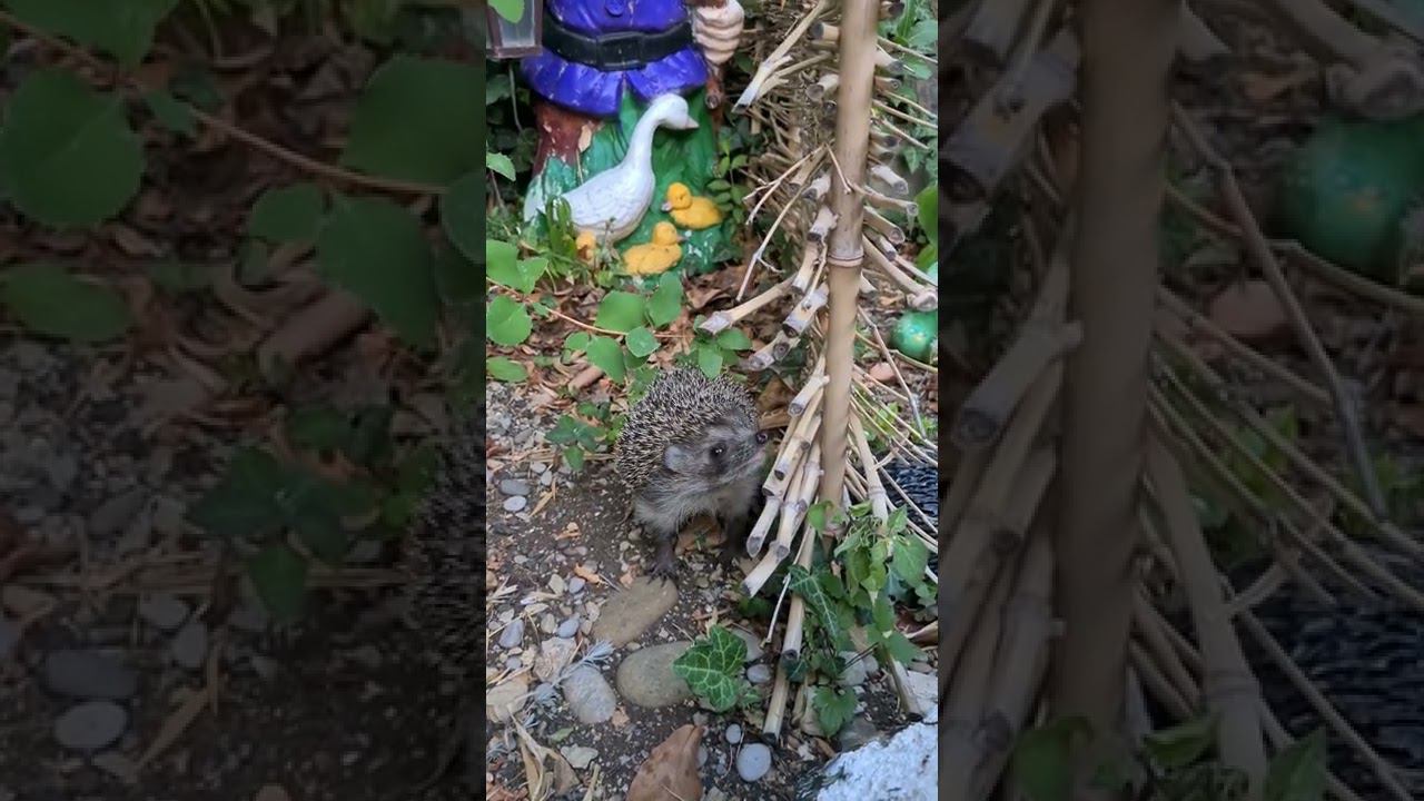 Крымский ежик