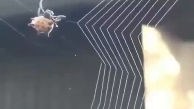 VID_20221220_224013_306.mp4