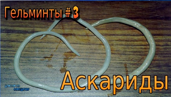 Гельминты #3. Аскариды. Доктор по соседству.