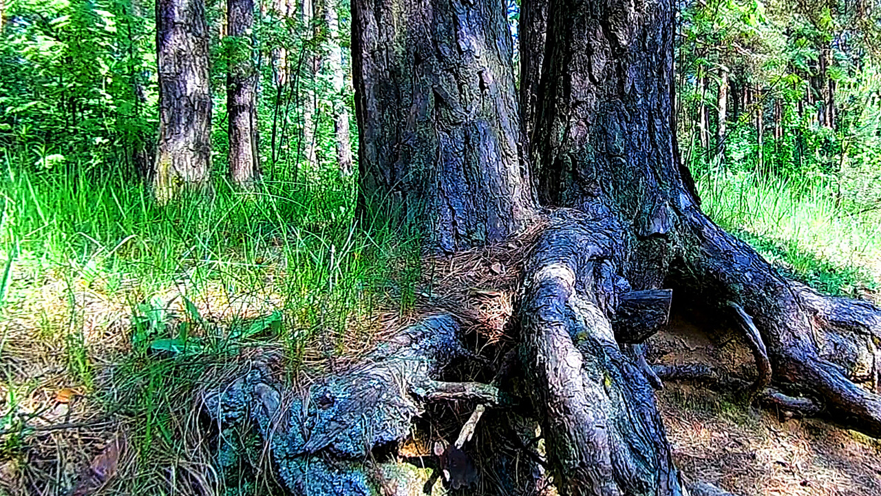 Лесной массив. Последний день весны. Звуки природы. Пение птиц в лесу.