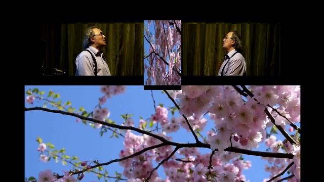 Сакура латвийская