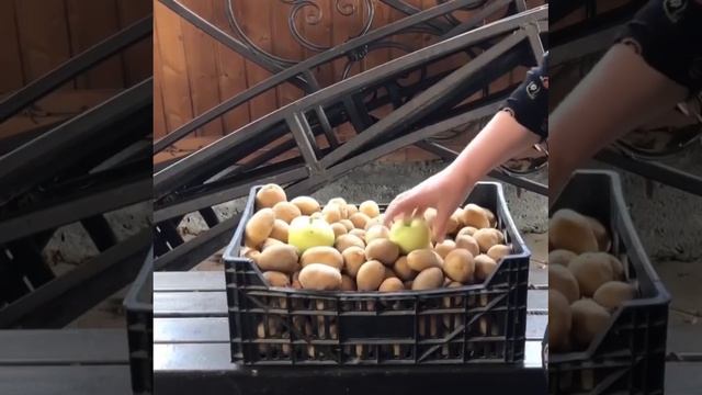 ? Чтобы картошка не проросла