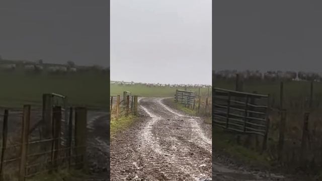 Стадо баранов чабан.mp4