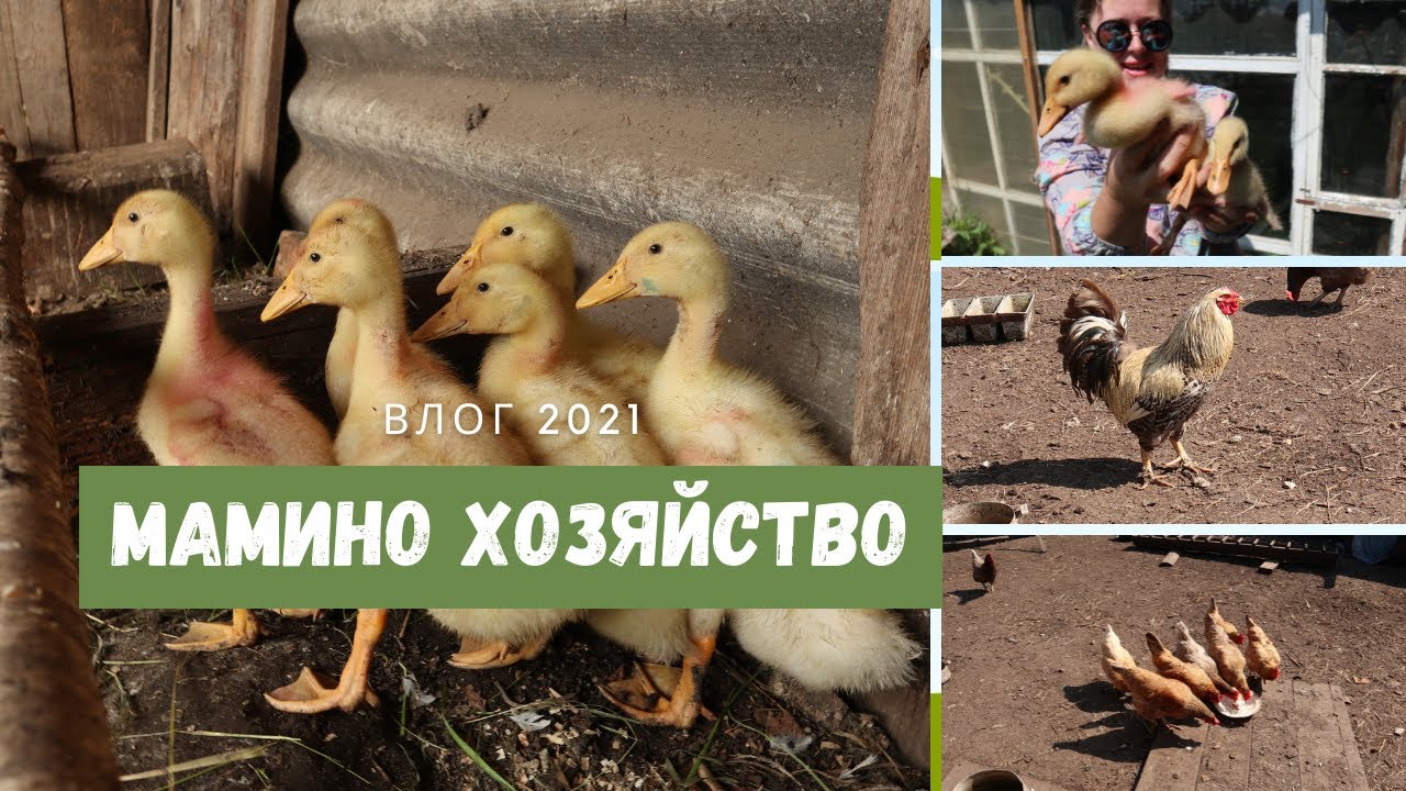 На хозяйстве у мамы! Несушки-пеструшки, квакуха, бройлеры и утята