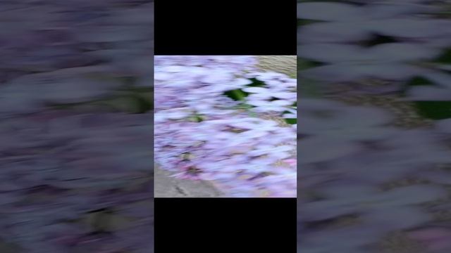 ПАВЛОВСКИЙ ПАРК ПАВЛОВСК ПРИРОДА ЛЕС ЛЕТО ВЕСНА ЗЕЛЕНЬ СВЕЖЕСТЬ