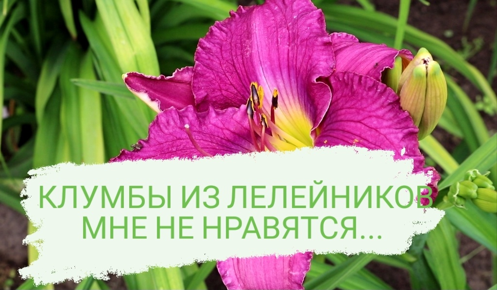 КЛУМБЫ ИЗ ЛИЛЕЙНИКОВ МНЕ НЕ НРАВЯТСЯ!