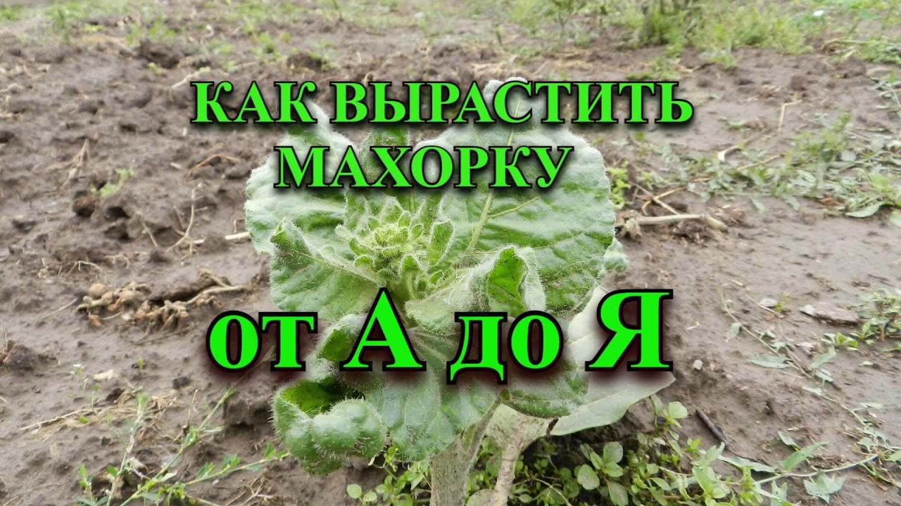 Как вырастить махорку
