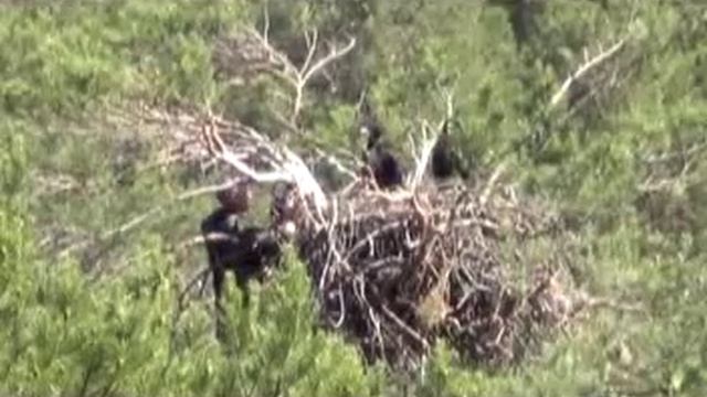 Репортаж ЕСН. Кольцевание орланов