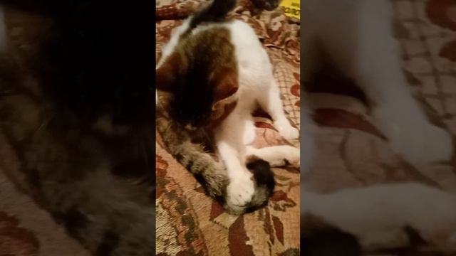 Любимое занятие кота после еды и сна