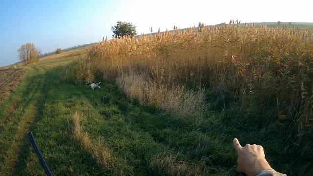 Охота на зайца с Зарой (сезон 2019-2020).mp4