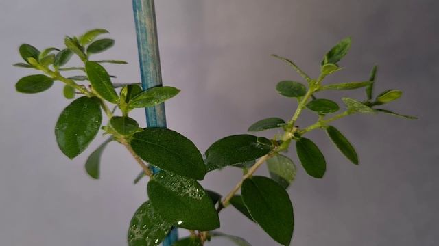 Мирт Мирцеевгения 3