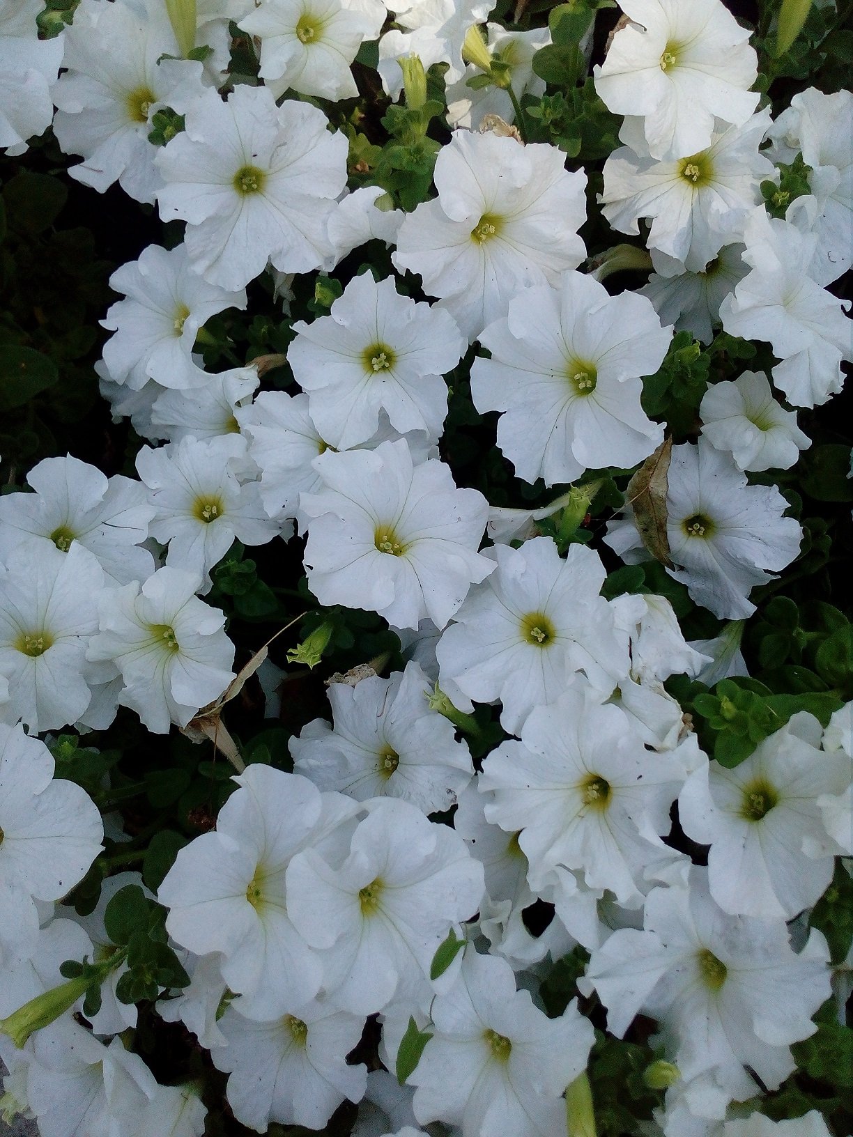 Как правильно вырастить, посадить в открытый грунт ПЕТУНИИ