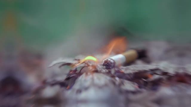 Не допусти лесной пожар!