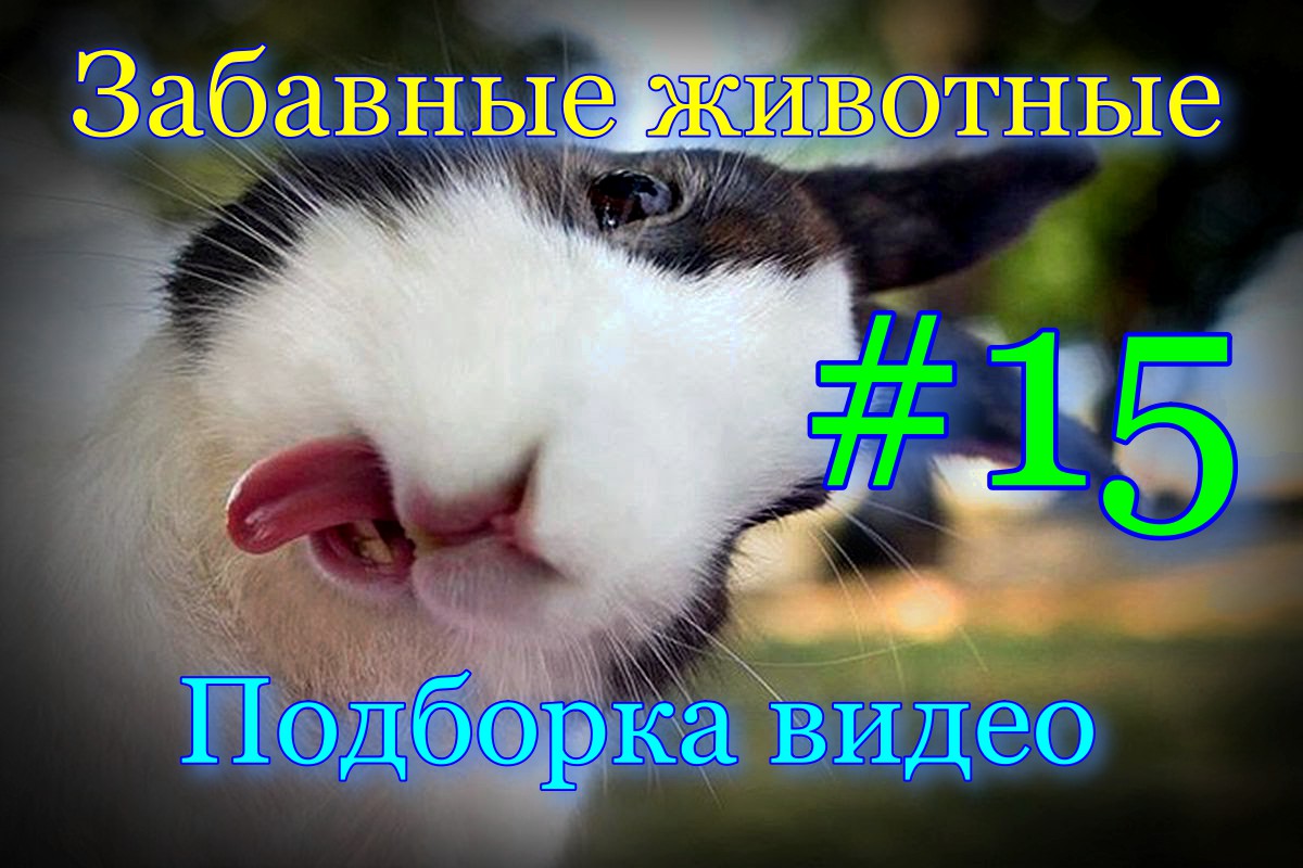Забавные животные  / Подборка видео №15