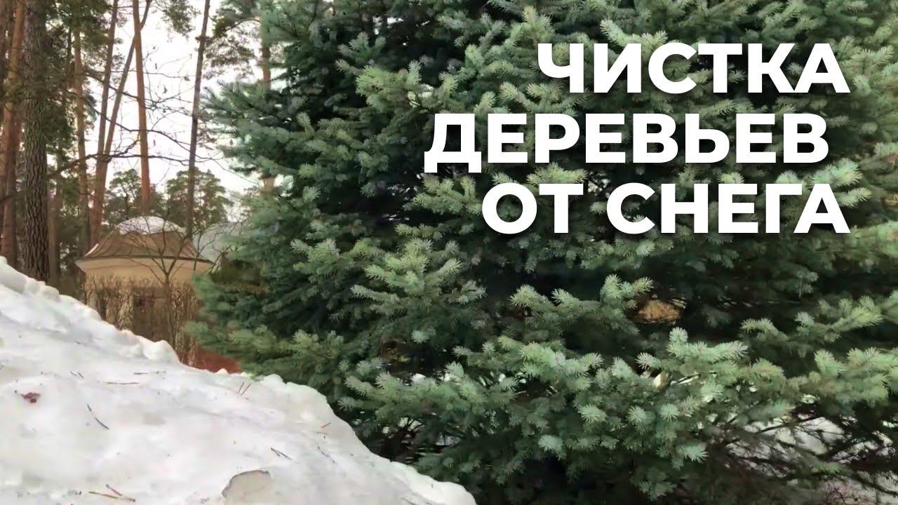 Сады «Майендорф». Чистка деревьев от снега | Твой Сад