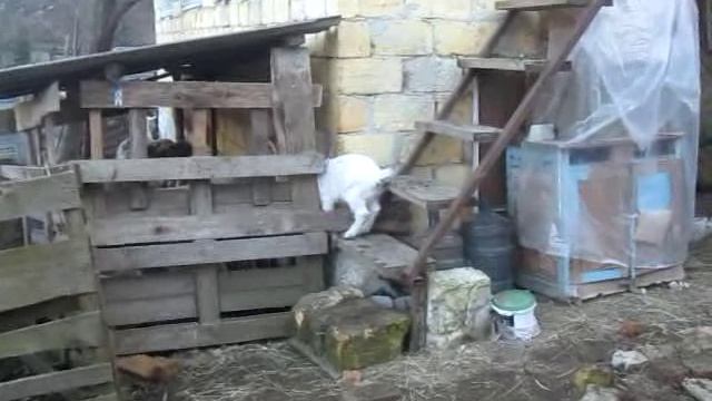 Розя ушла обедать