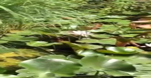 Виктор Шелин. Воскресенье. 21.06.2020г.