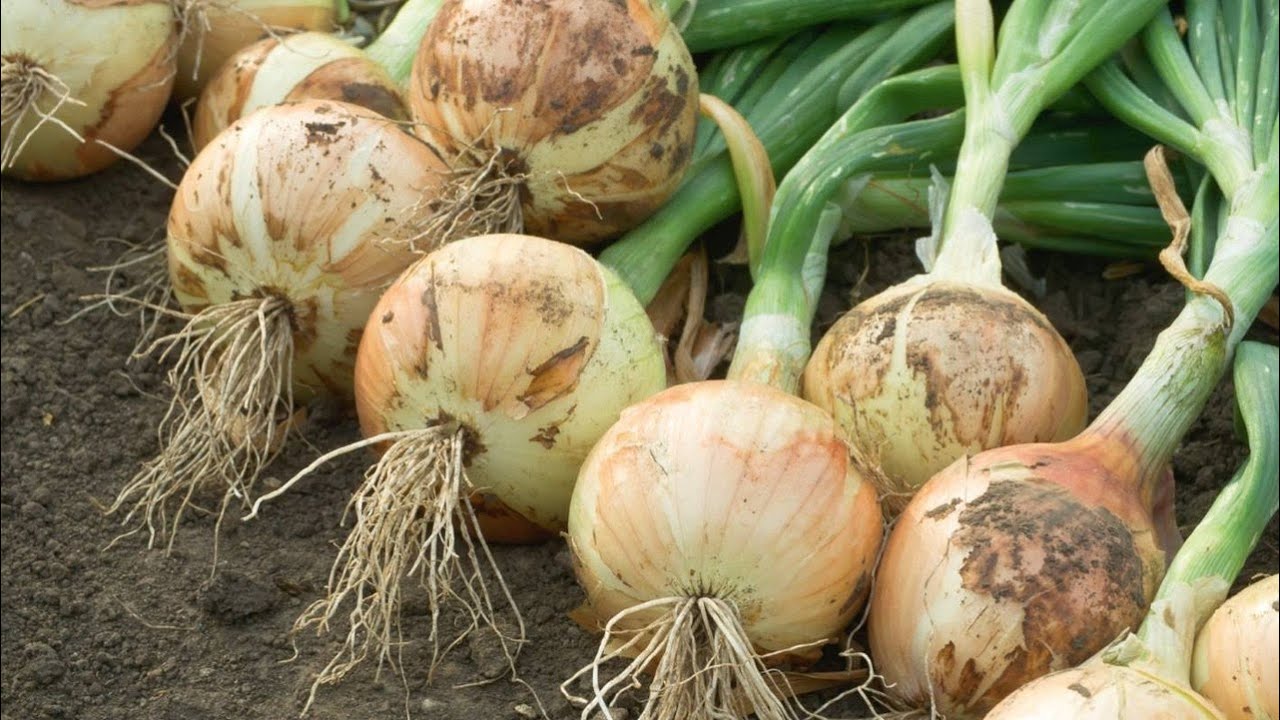 ХОТИТЕ ВЫРАСТИТЬ КРУПНЫЙ ЛУК? ВЫРАЩИВАЙТЕ ЛУК ЭКСИБИШЕН.МОИ РЕЗУЛЬТАТЫ СЕЗОНА 2022г.