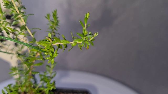 Триптомена розовая 2