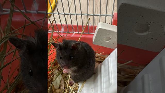 Хома дома Милка дома