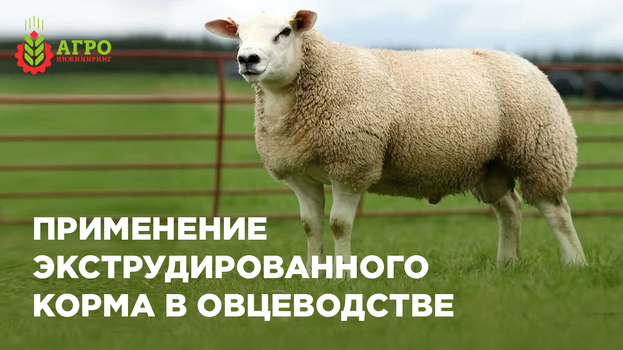Отзыв об откорме овец экструдированым кормом.
