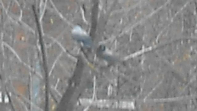 Две вороны на сухом дереве 345843154 DSCN4908