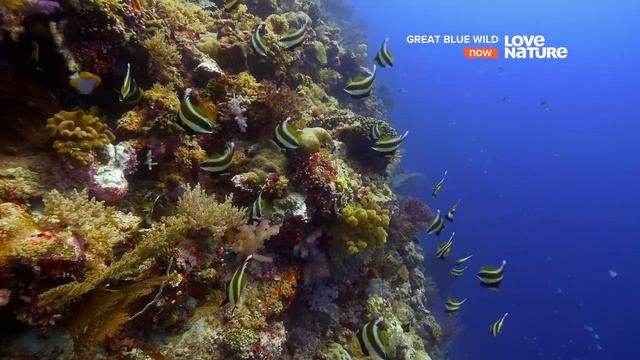 Гиганты Палау