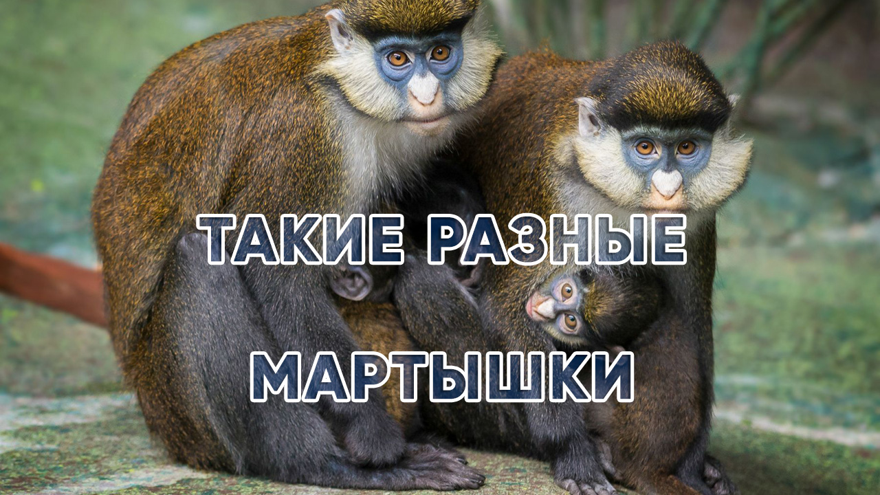 А сколько видов мартышек знаете вы?